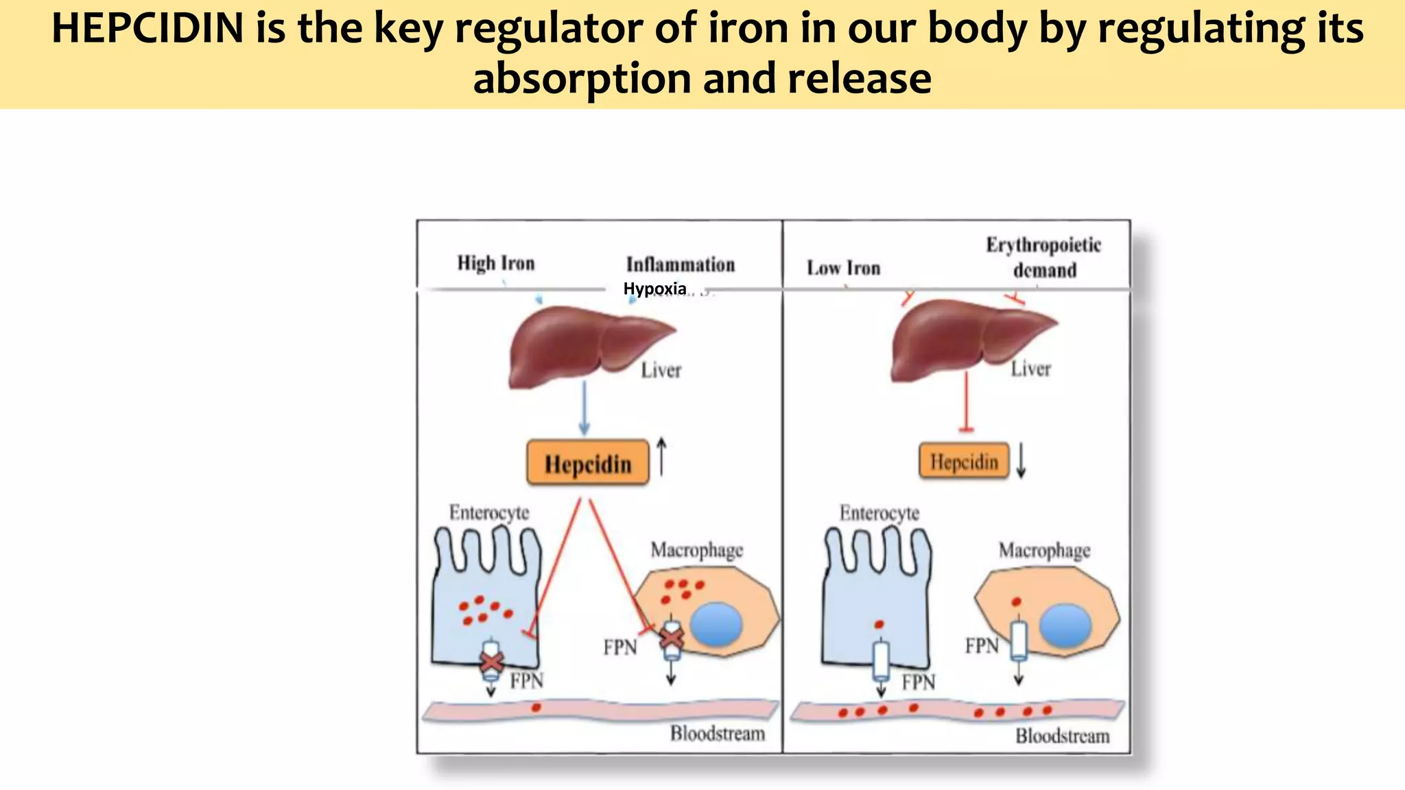 lec_7_hematology_iron_metabolism.pptx