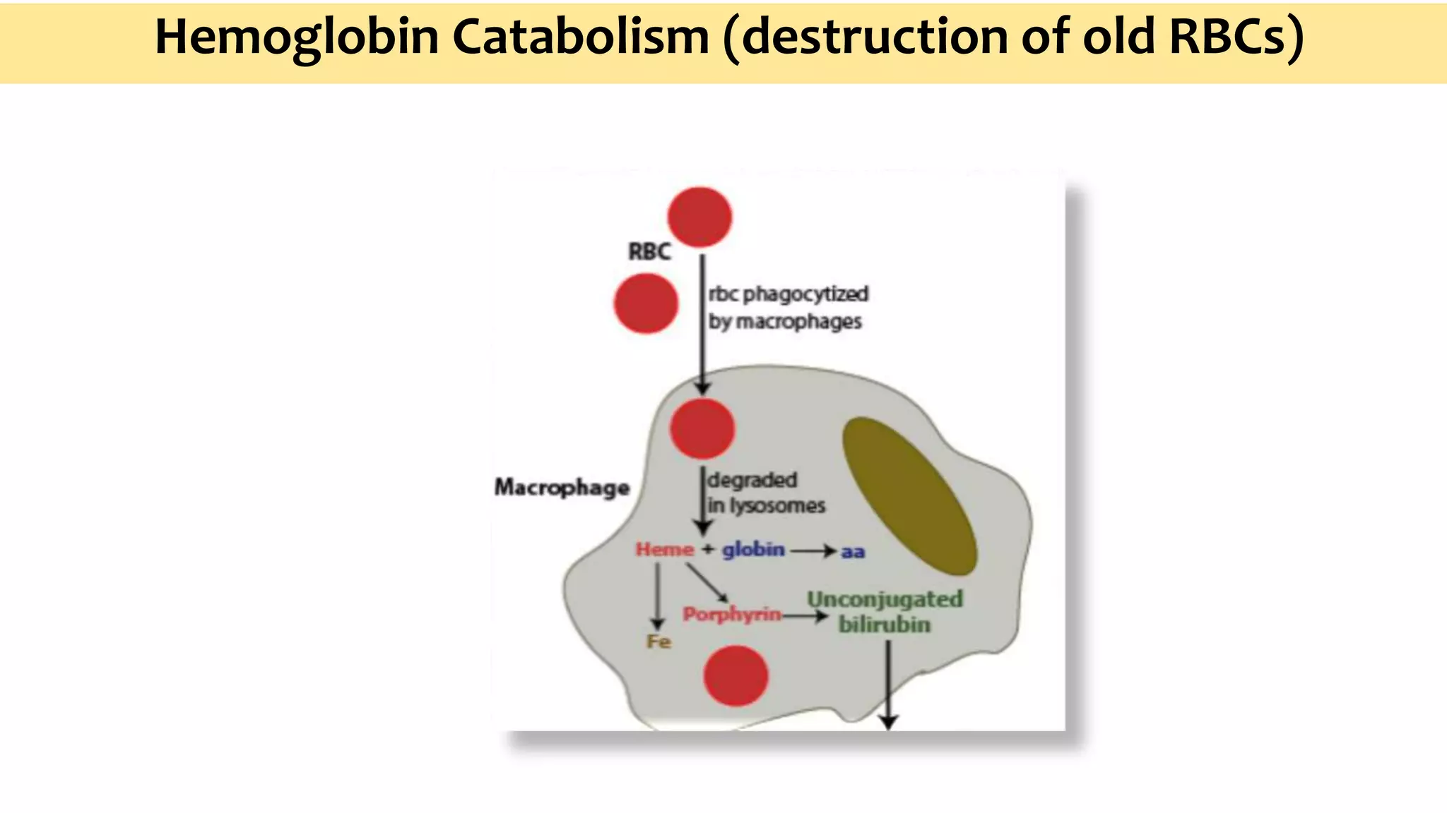 lec_7_hematology_iron_metabolism.pptx