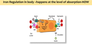 lec_7_hematology_iron_metabolism.pptx | Blood Disorders | Diseases and ...