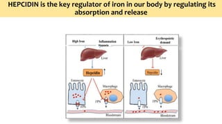 lec_7_hematology_iron_metabolism.pptx