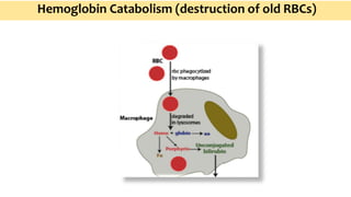 lec_7_hematology_iron_metabolism.pptx