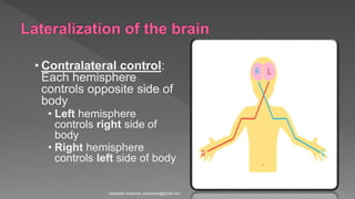 language and the Brain | PPTX | Brain and Nervous System Disorders ...