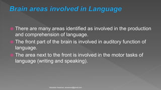 language and the Brain | PPT