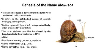 lec 7 Phylum Mollusca___________________.pptx