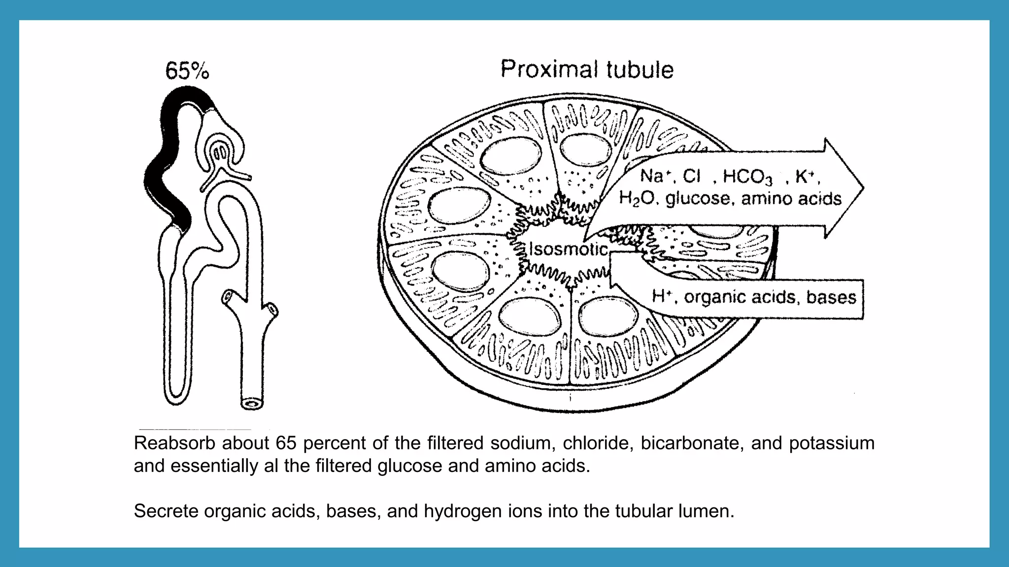 Reabsorption In Renal Tubule (The Guyton and Hall physiology) | PPTX