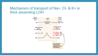 Reabsorption In Renal Tubule (The Guyton and Hall physiology) | PPTX