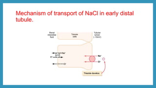 Reabsorption In Renal Tubule (The Guyton and Hall physiology) | PPTX