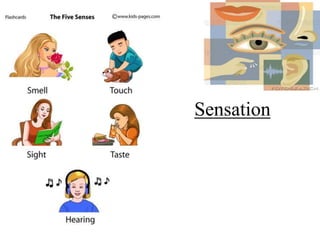 lec 7 sensation.pptx
