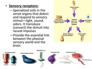 lec 7 sensation.pptx