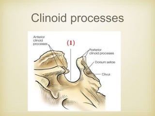 lec 7 skull part 3.pptx