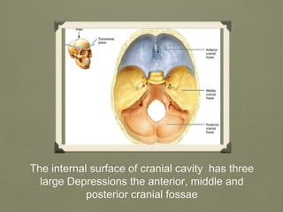lec 7 skull part 3.pptx