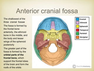 lec 7 skull part 3.pptx