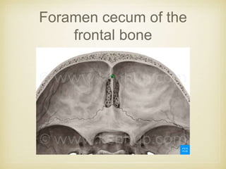 Foramen Cecum Tooth