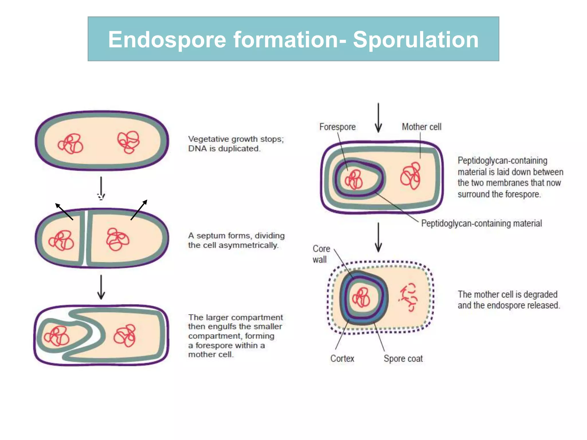 Spore forming bacteria | PPTX