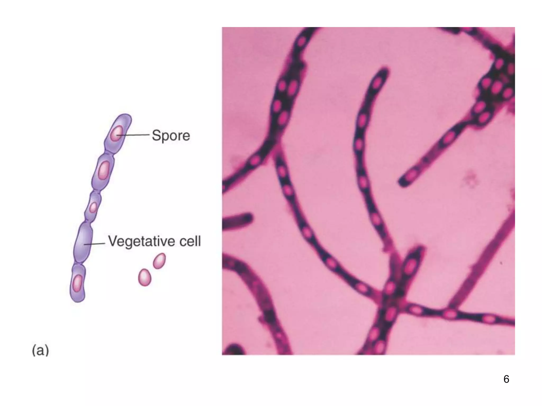 Spore forming bacteria | PPTX