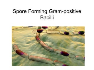 Gram Positive Spore Forming Bacilli