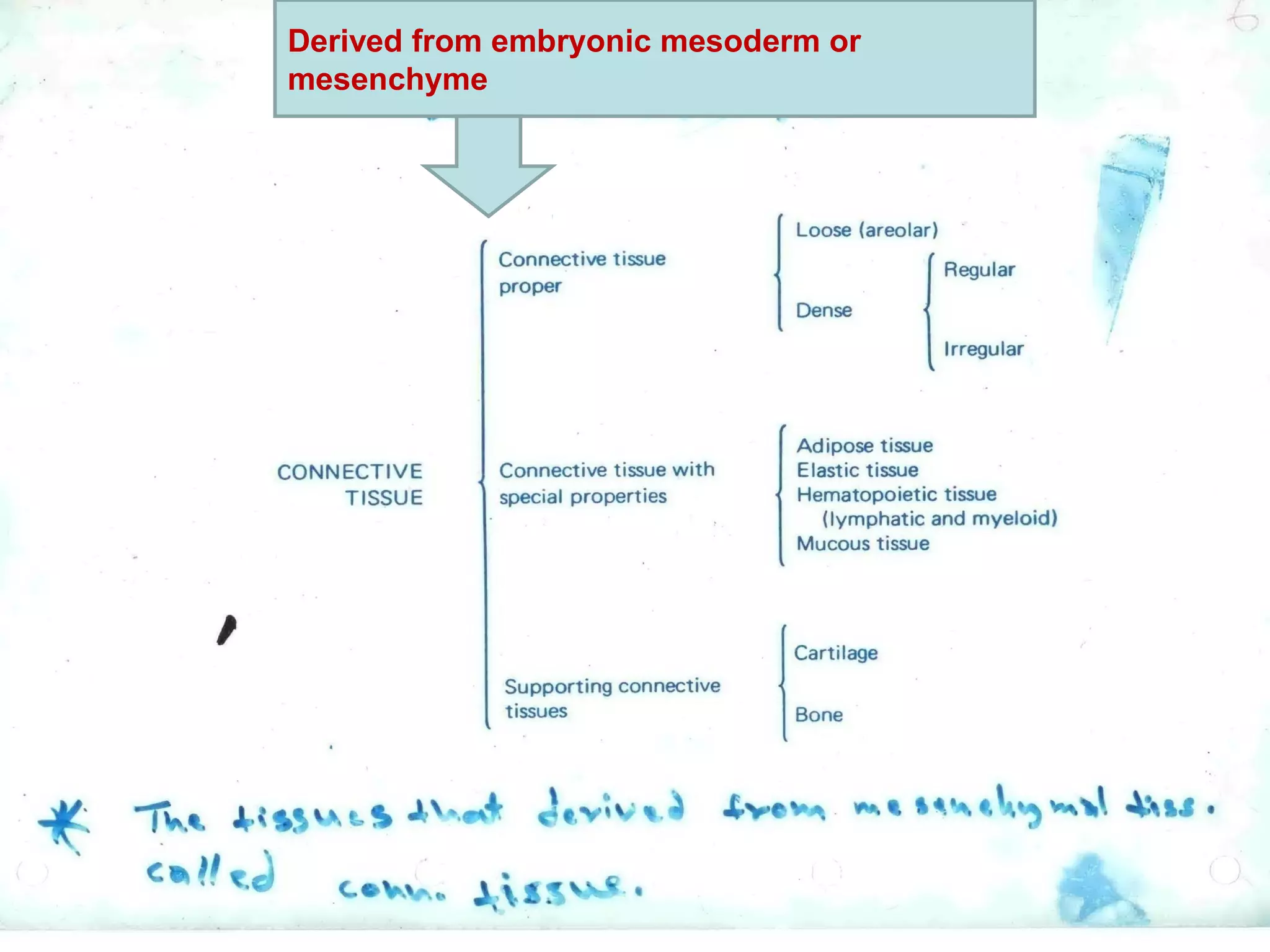 Connective tissue - types of connective tissue | PPT
