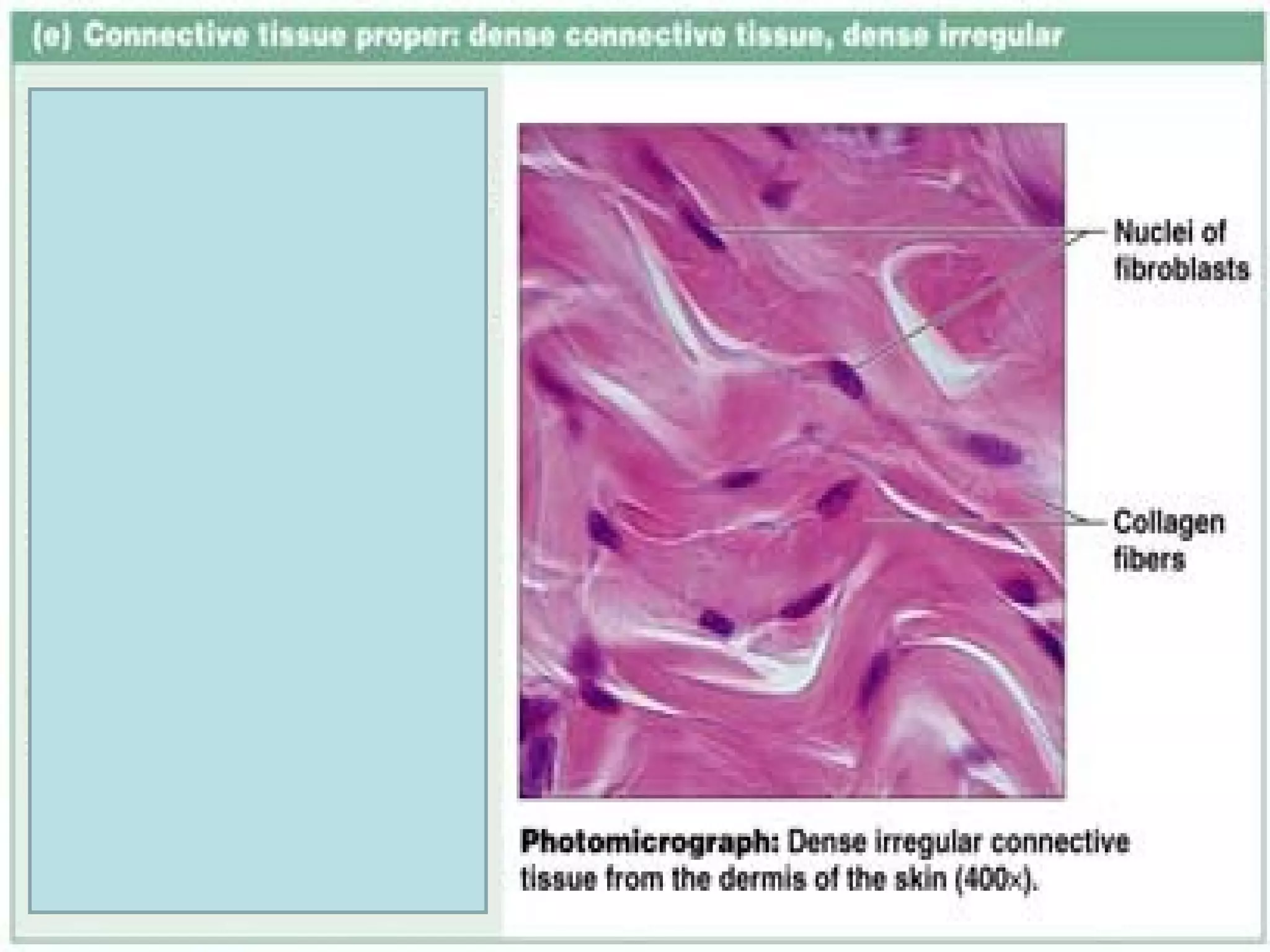 Connective tissue - types of connective tissue | PPT | Biological ...