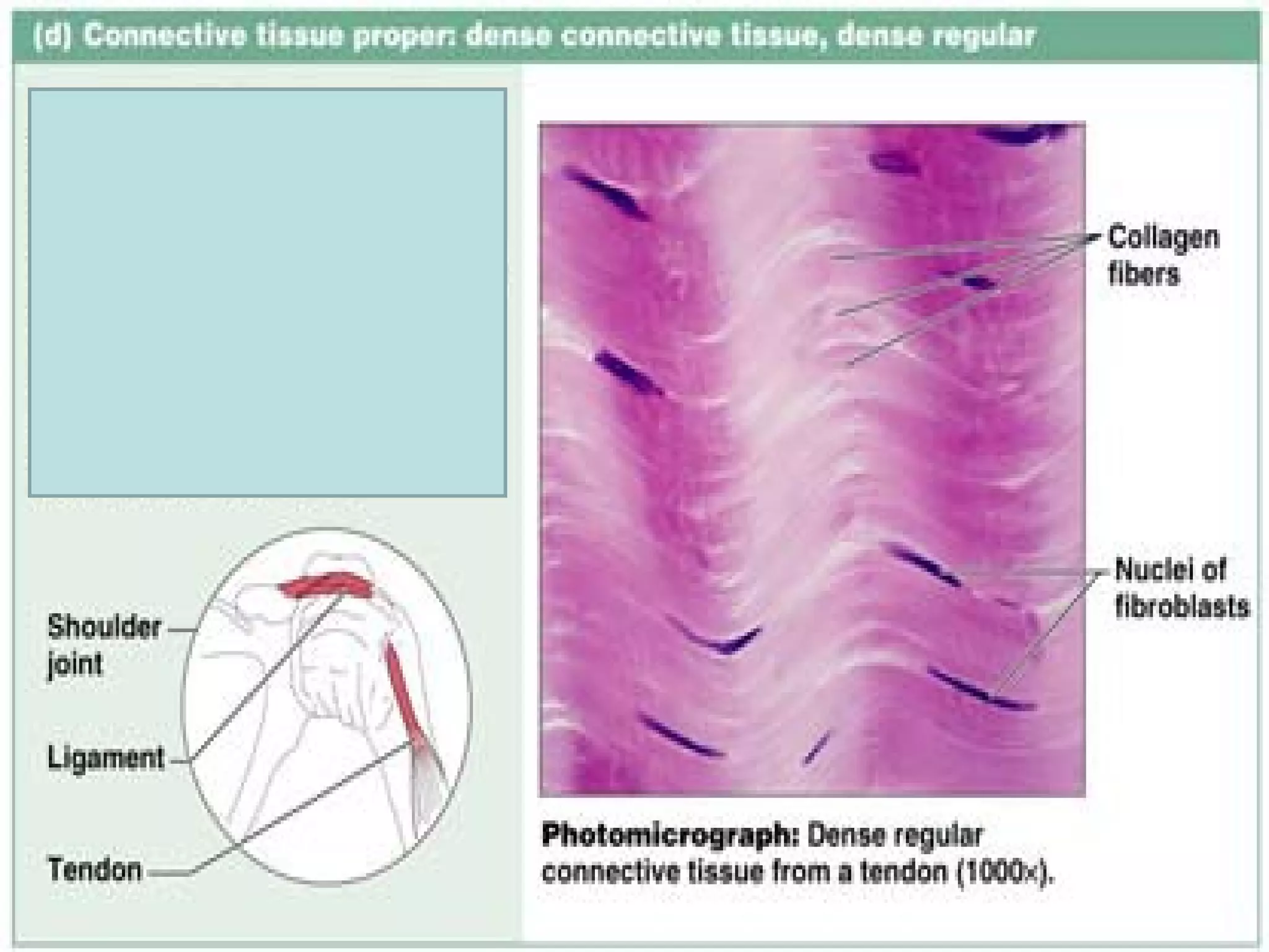 Connective tissue - types of connective tissue | PPT