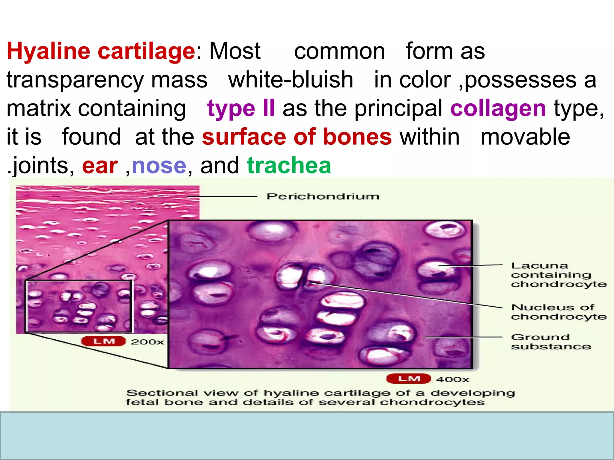 Connective tissue - types of connective tissue | PPT