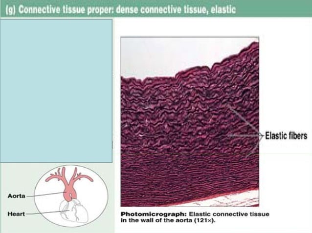 Connective tissue - types of connective tissue | PPT | Biological ...