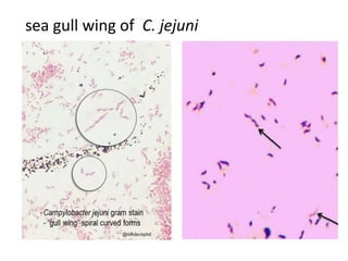 lec8& 9-campylobacter and h. pylori bacteriology.pptx
