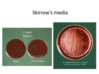 lec8& 9-campylobacter and h. pylori bacteriology.pptx