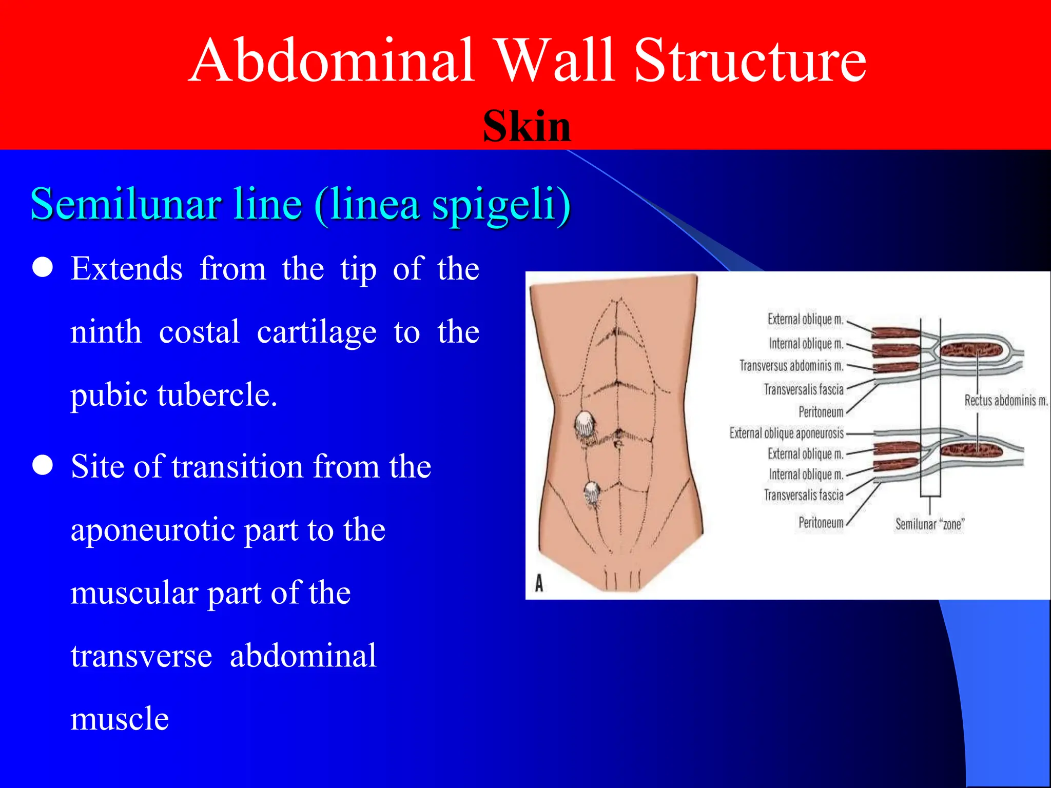 Lec_8_Anatomy Abdominal wall-15-4-25.pdf