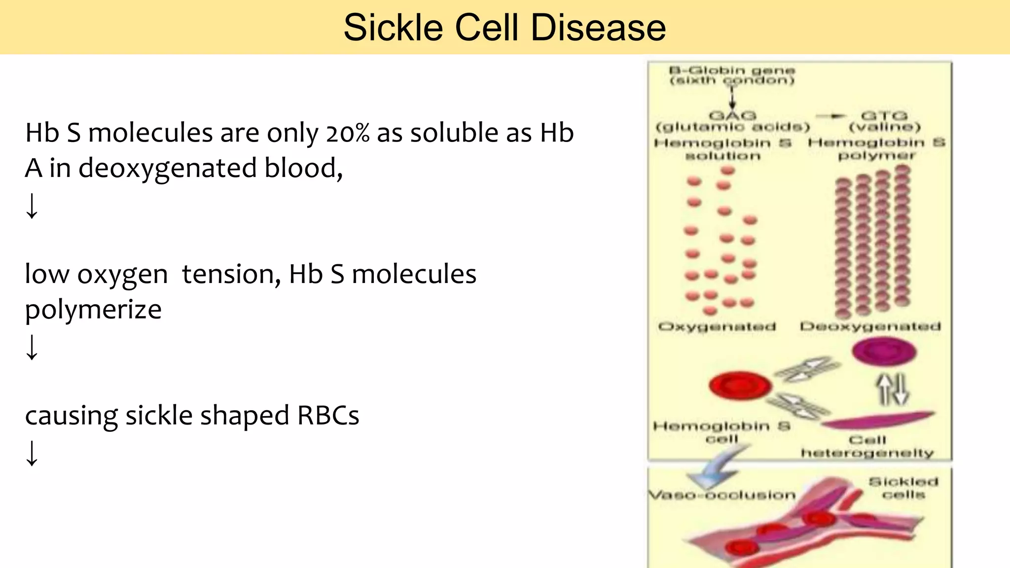 Lec8_hematology_normal.pptx | Blood Disorders | Diseases and Conditions