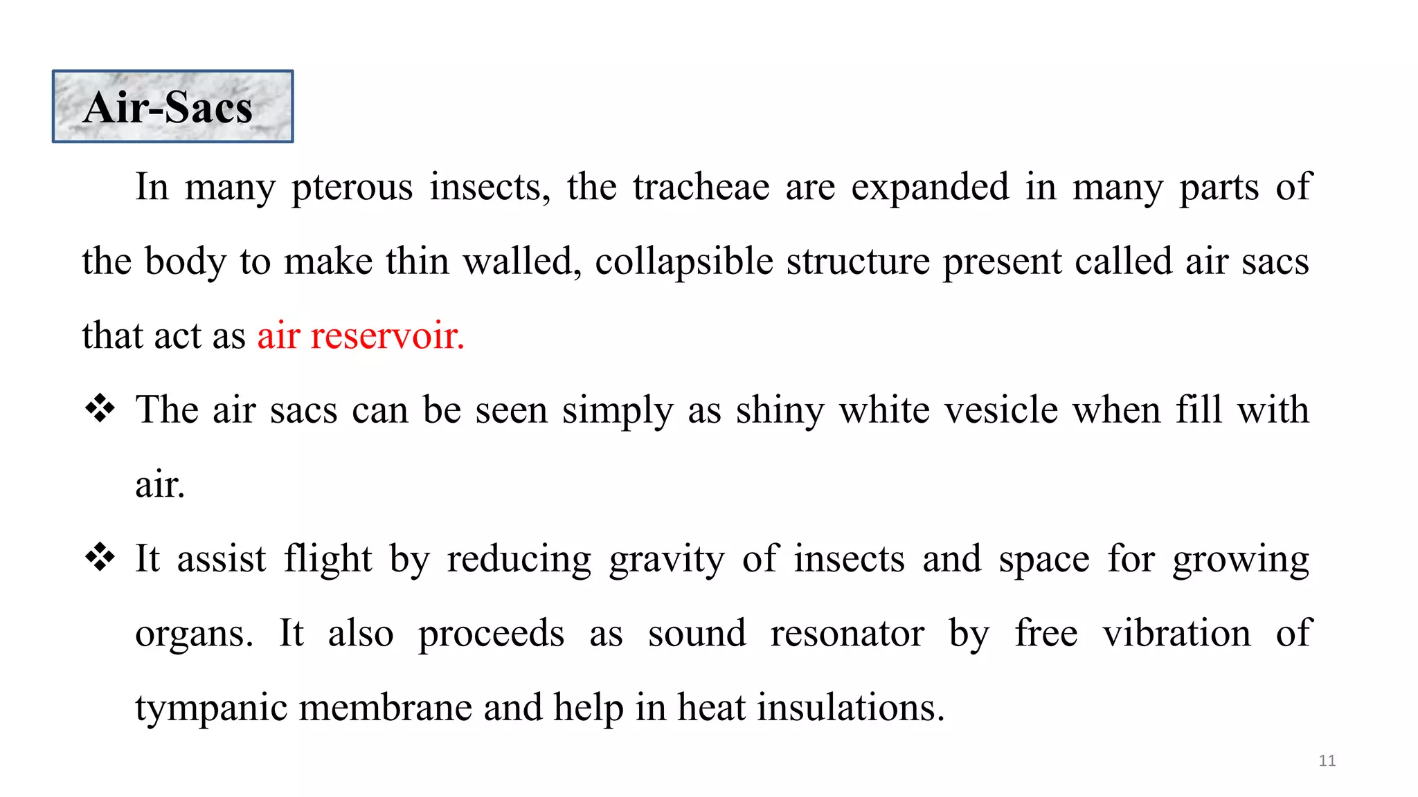 Insect respiratory system | PPT