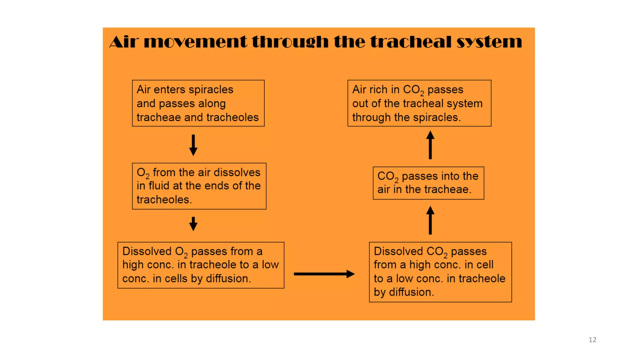 Insect respiratory system | PPT
