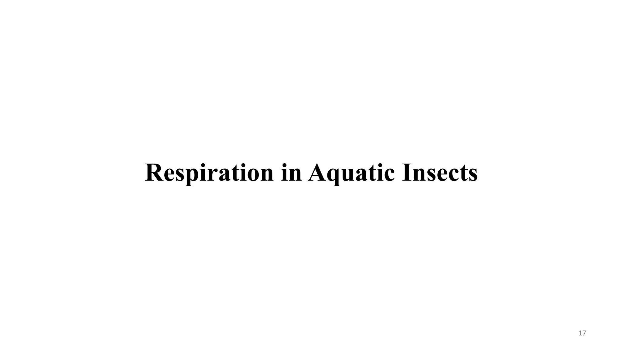 Insect respiratory system | PPT