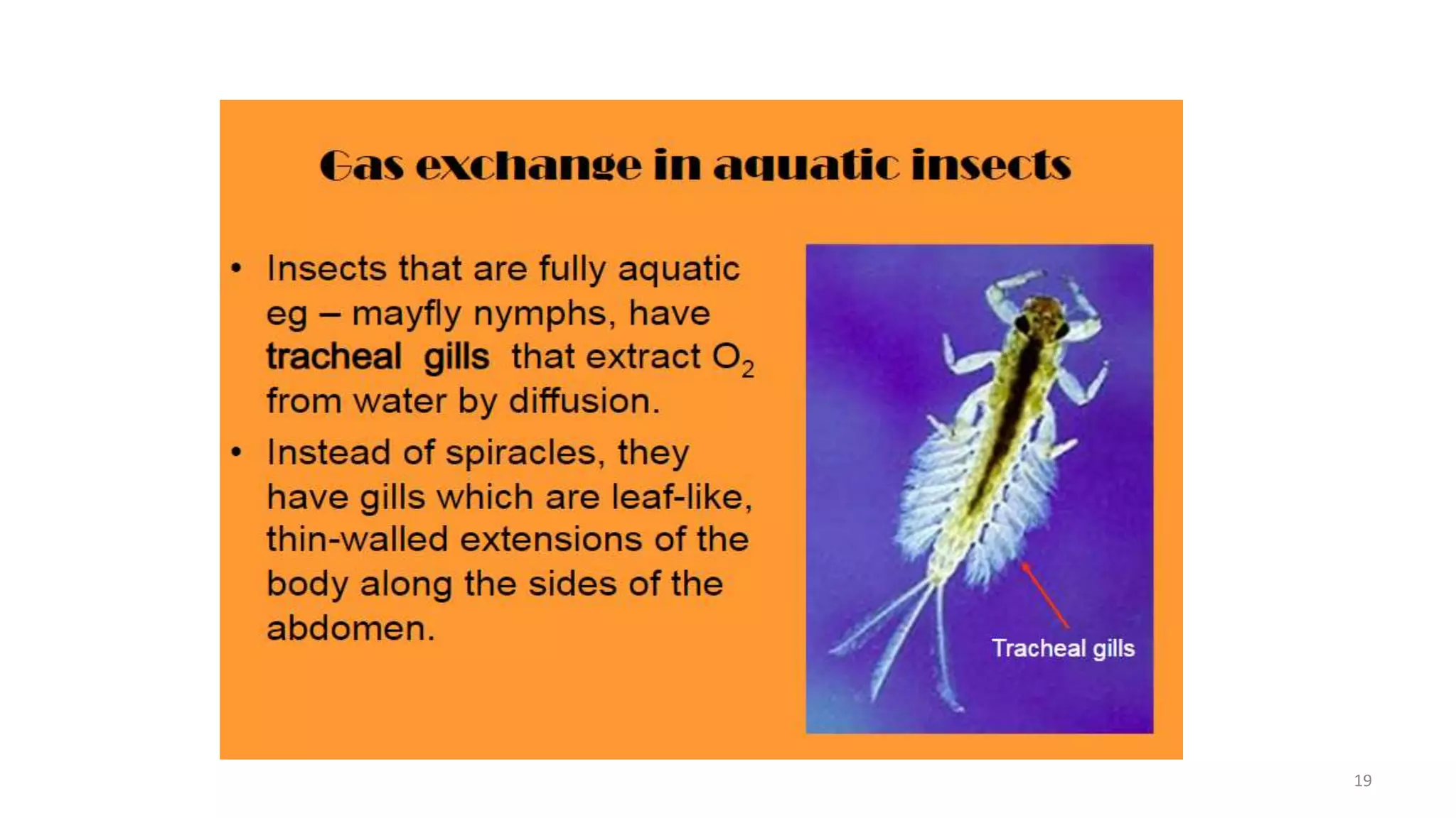Insect respiratory system | PPT