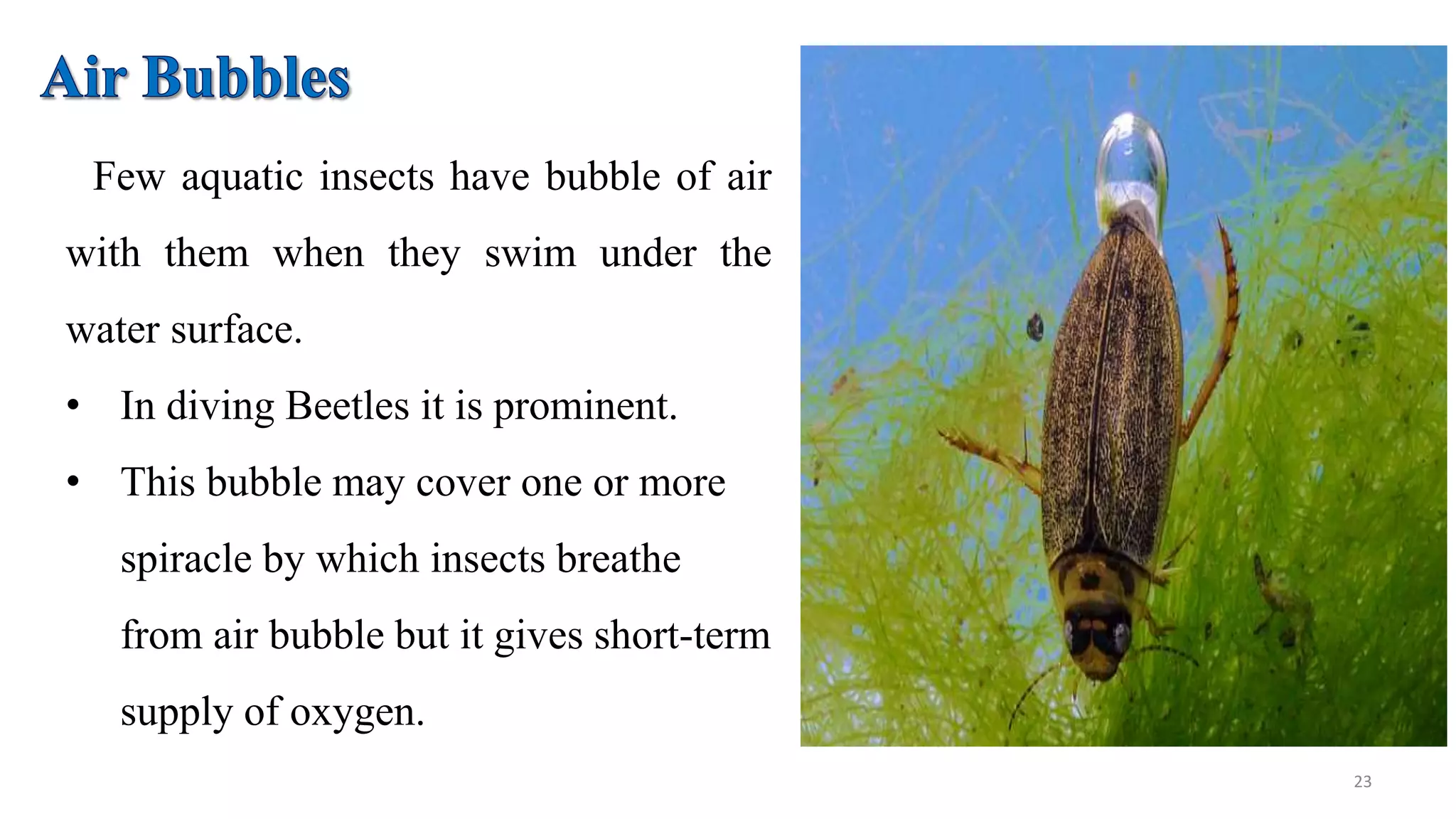 Insect respiratory system | PPT