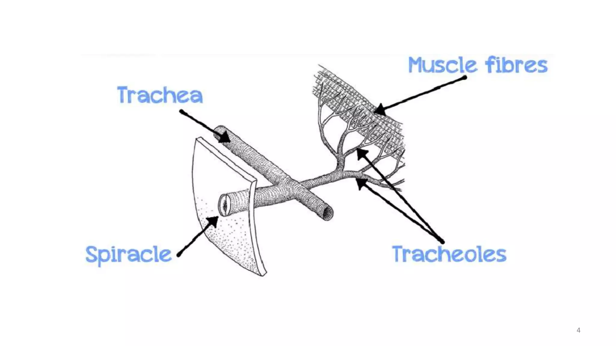 Insect respiratory system | PPT