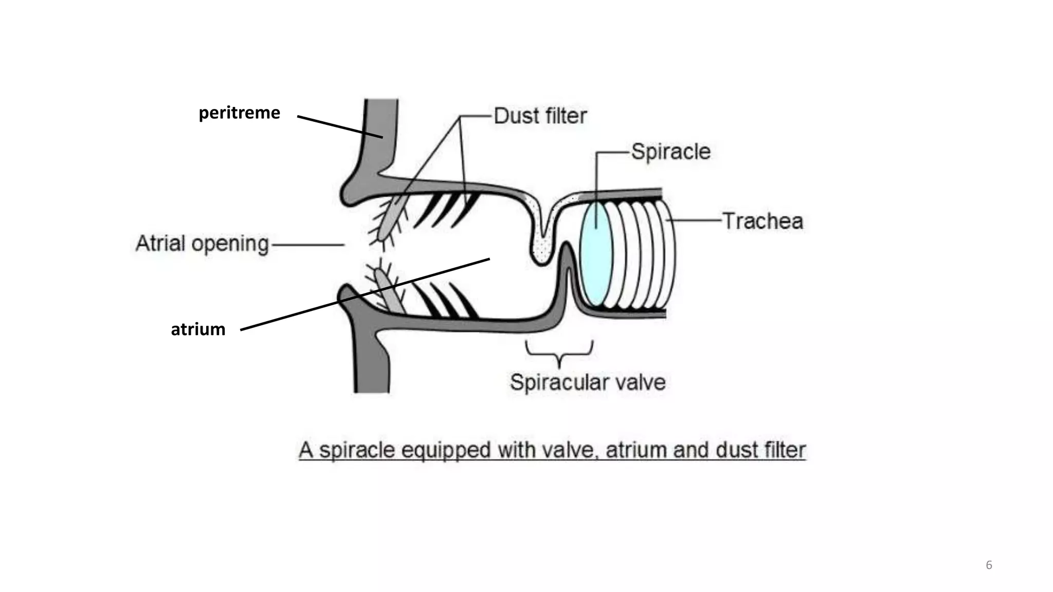 Insect respiratory system | PPT