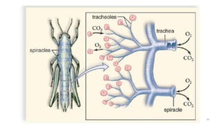 Insect respiratory system | PPT