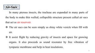 Insect respiratory system | PPT