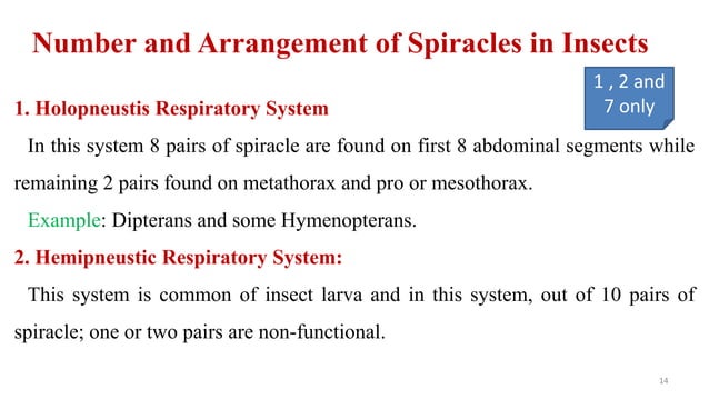 Insect respiratory system | PPT