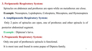 Insect respiratory system | PPT