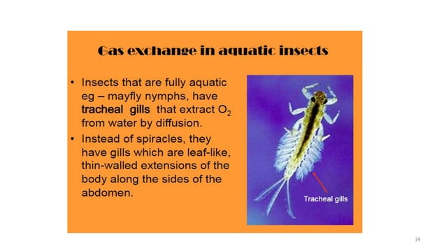 Insect respiratory system | PPT