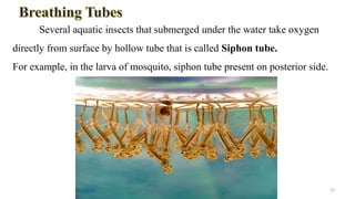 Insect respiratory system | PPT