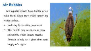 Insect respiratory system | PPT