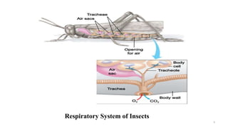 Insect respiratory system | PPT