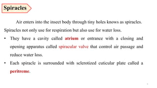 Insect respiratory system | PPT