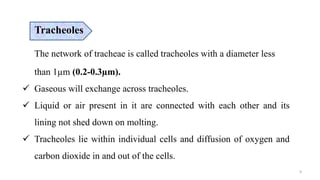 Insect respiratory system | PPT