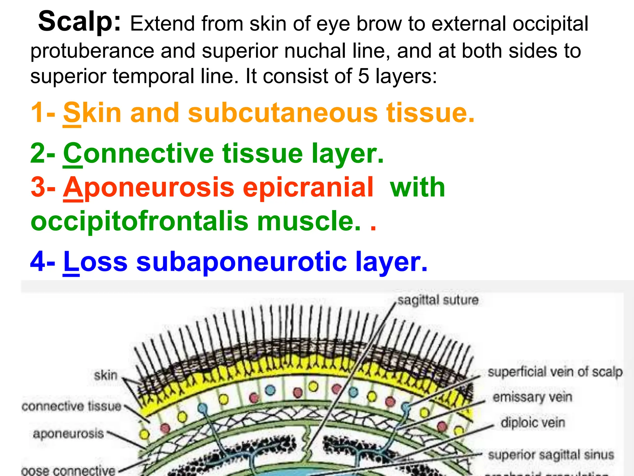 Lec 8 Superficial Structures of Head & Neck scalp.ppt