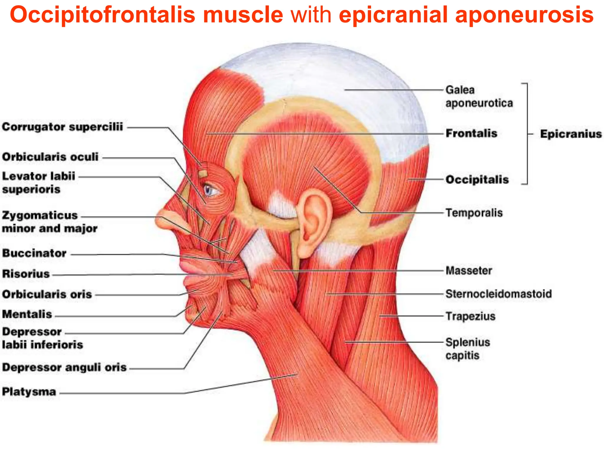 Lec 8 Superficial Structures of Head & Neck scalp.ppt