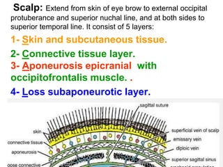 Lec 8 Superficial Structures of Head & Neck scalp.ppt