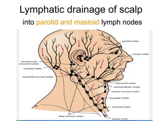Lec 8 Superficial Structures of Head & Neck scalp.ppt